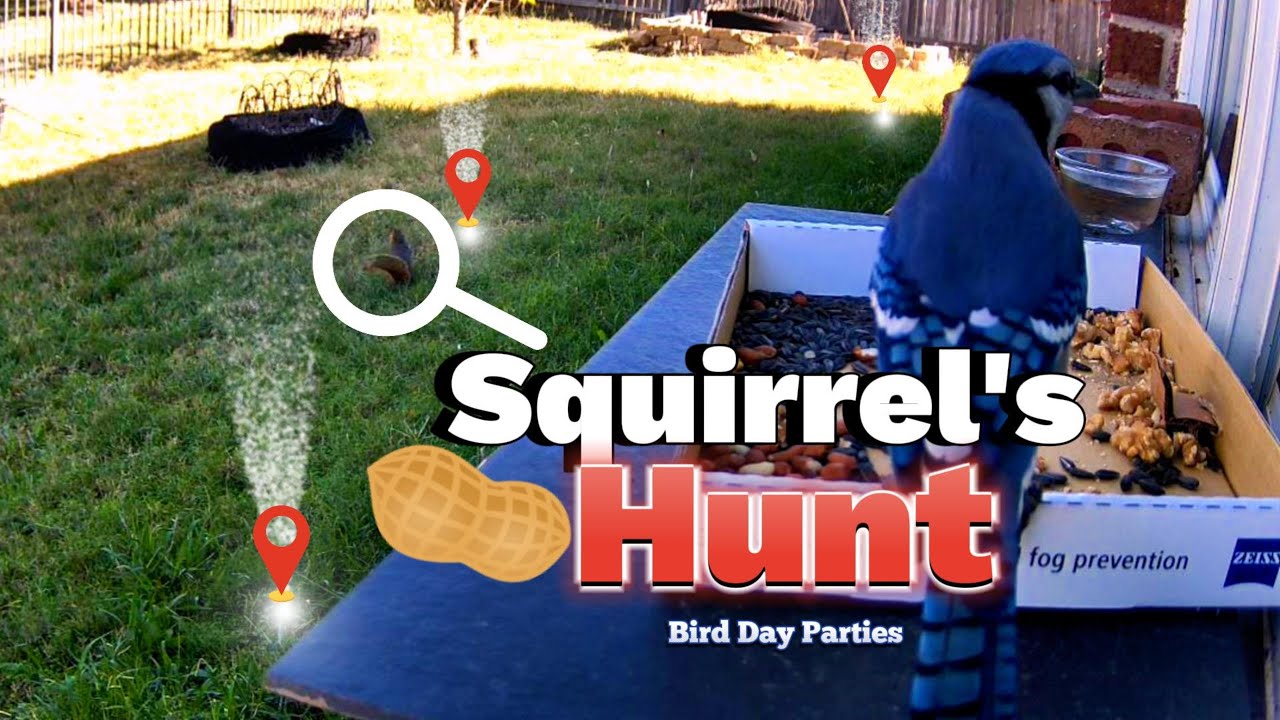 Curious Squirrel Uncovers Sneaky Blue Jays' Hidden Peanuts? - YouTube