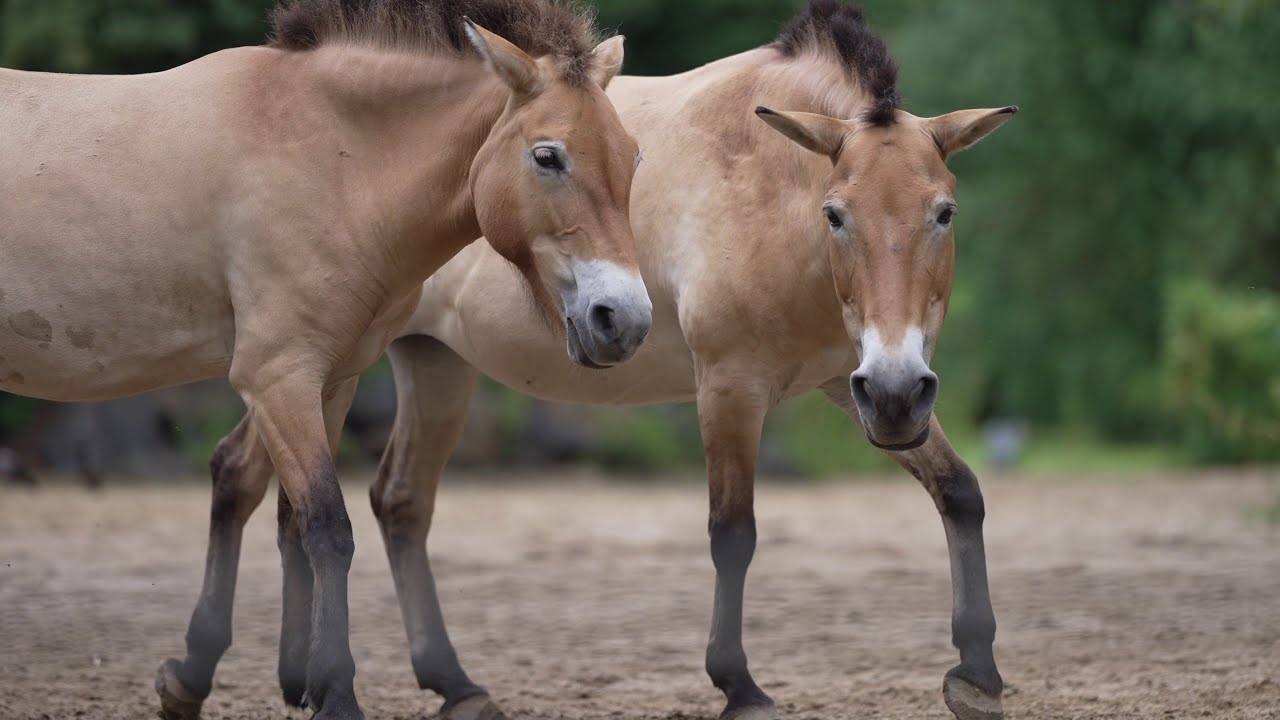 Przewalski wild horse,Wildpferd przewalski zoo,zoo animals przewalski ...