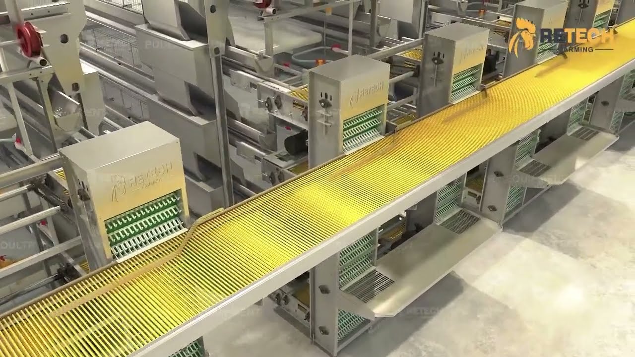 50000 birds layer cage design for your layer poultry farming - RETECH ...
