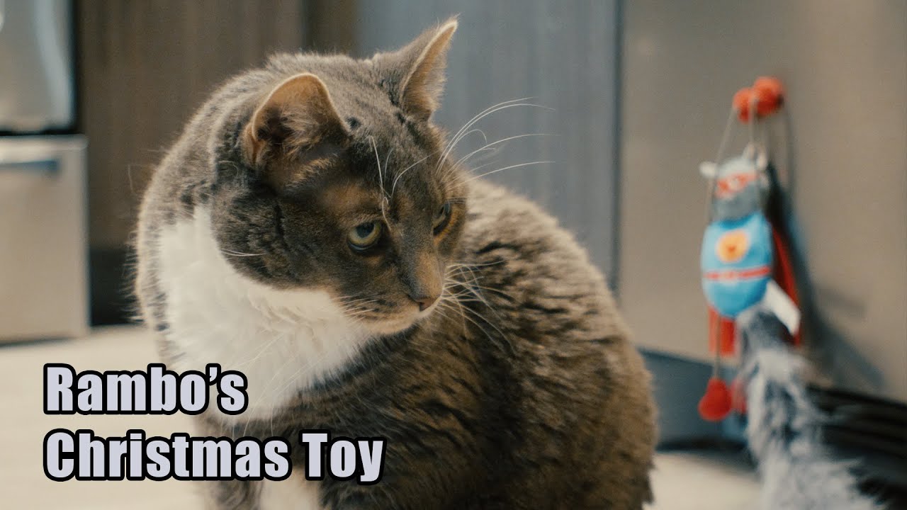 Rambo Playing with her Christmas 2021 Toy - YouTube