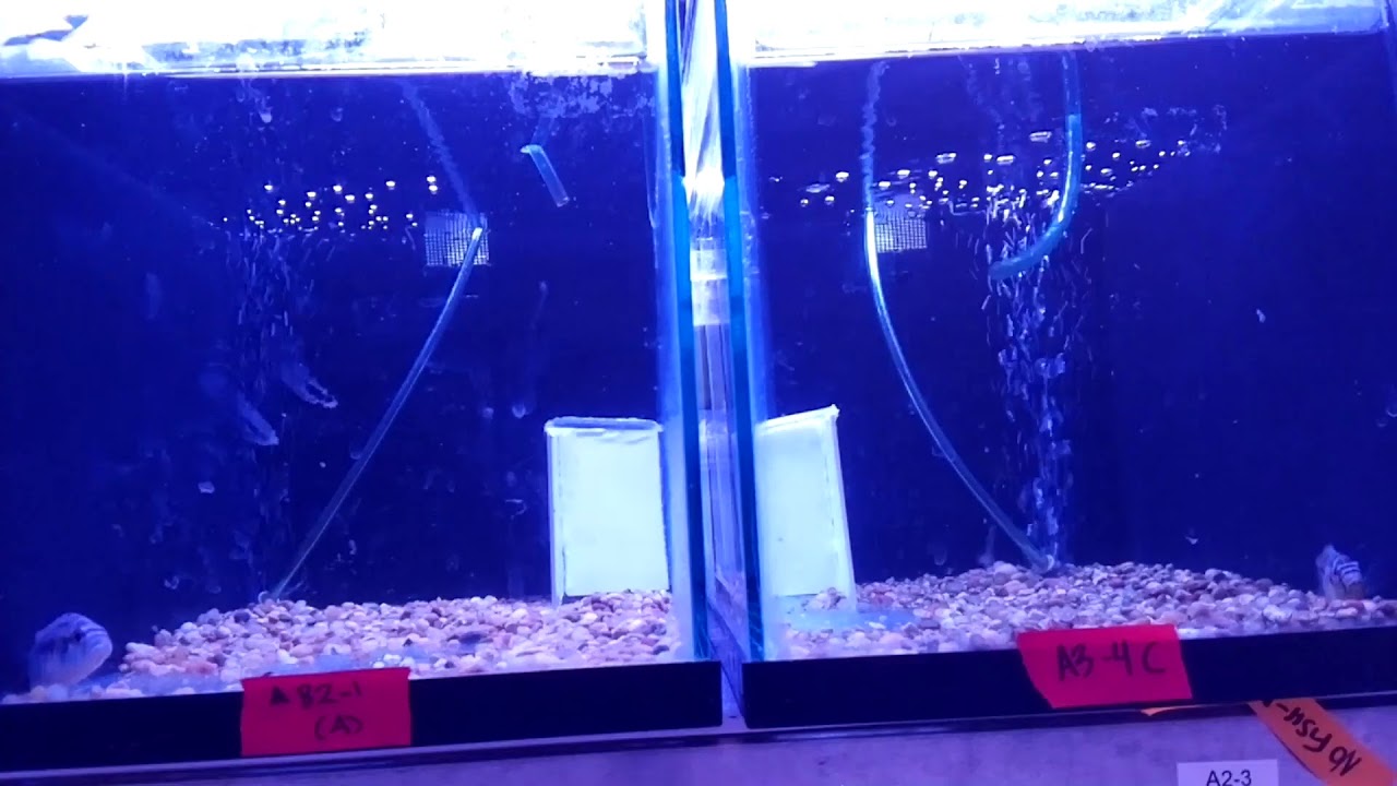 Juntti Lab 4 Live Stream - YouTube