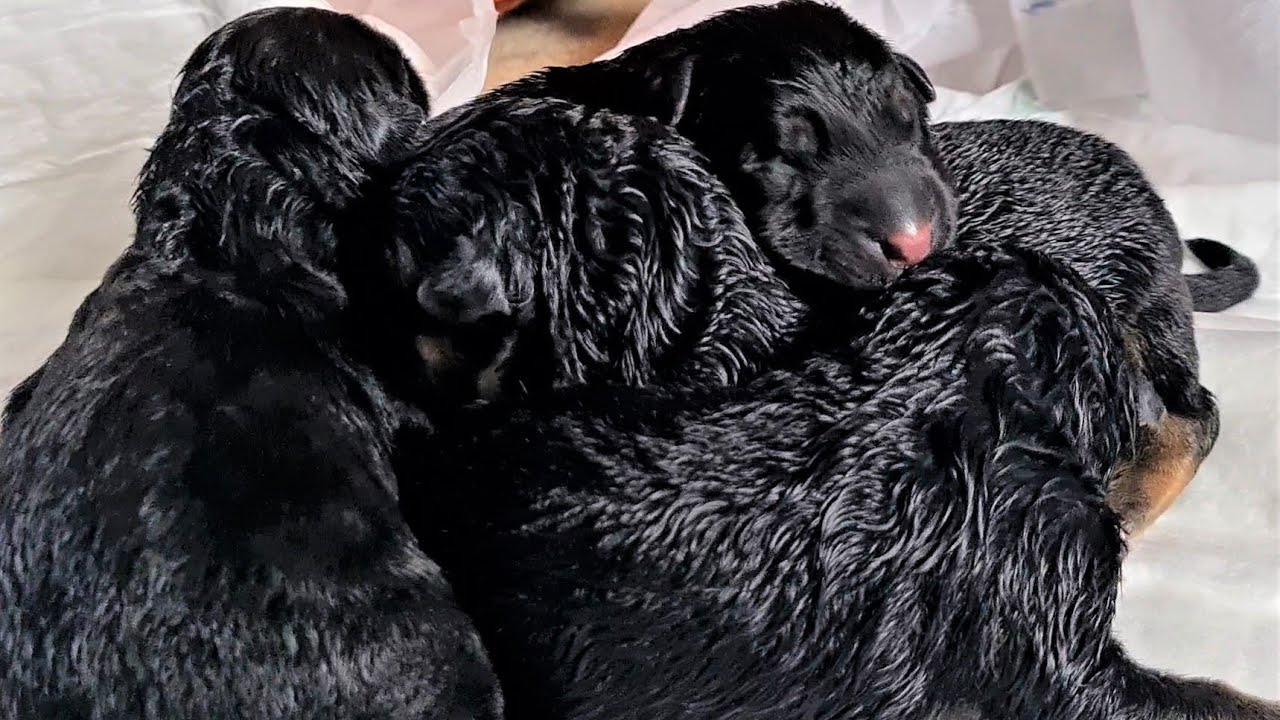 German Shepherd gives birth to adorable puppies - YouTube