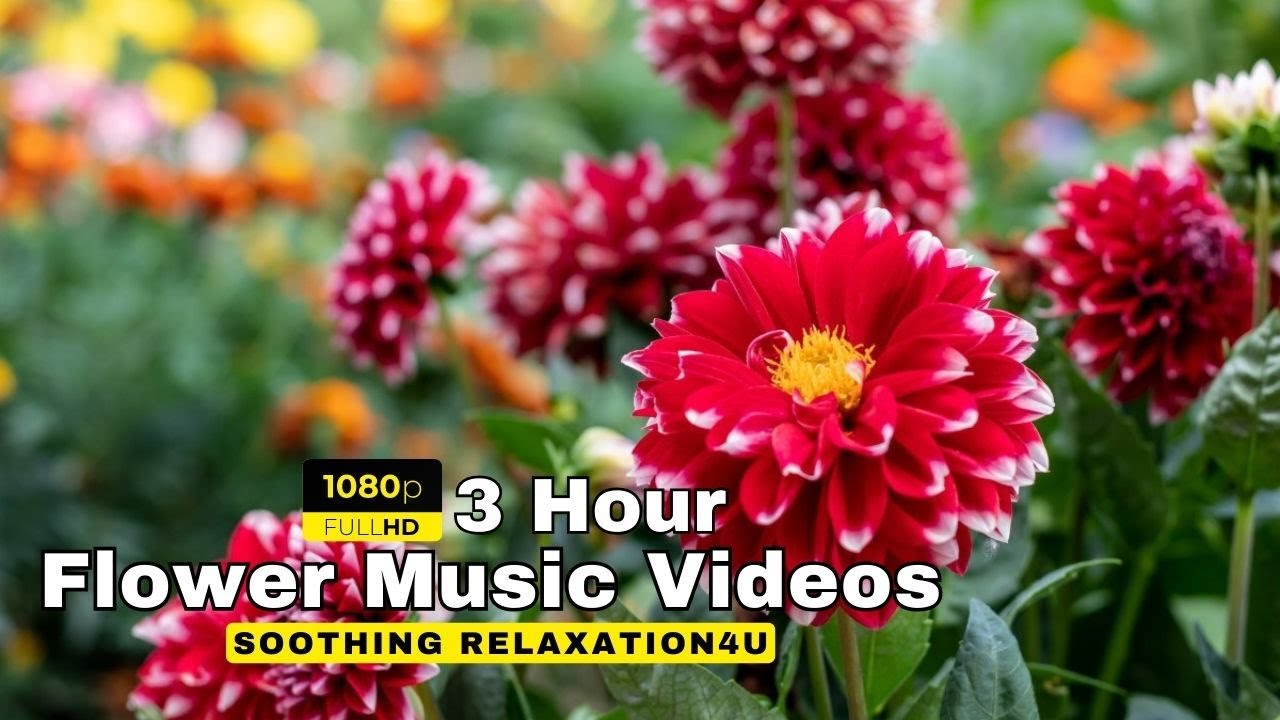 The Most Beautiful Flowers Collection ULTRA HD Flower With Relaxing ...
