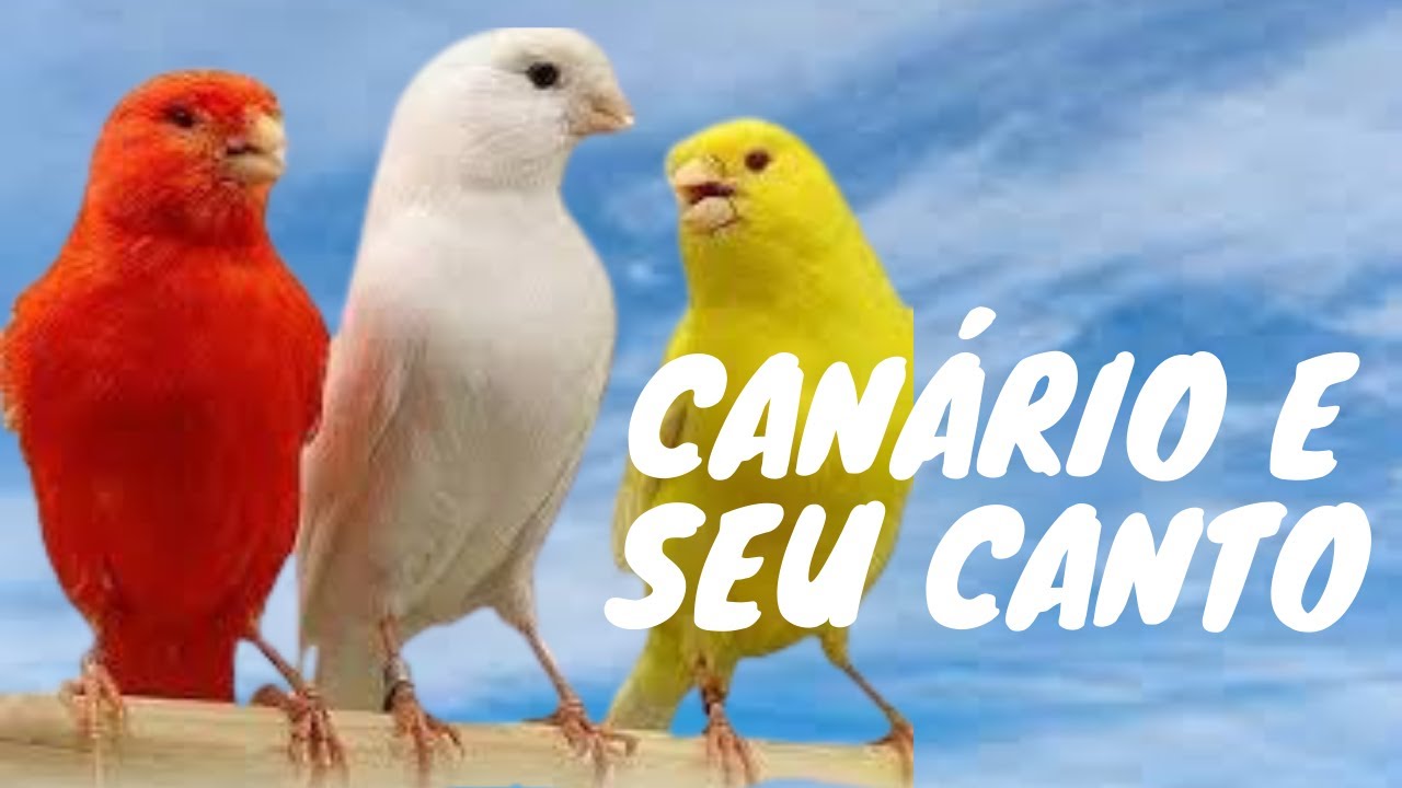 Canário!Passaro Canário!canarinho! - YouTube