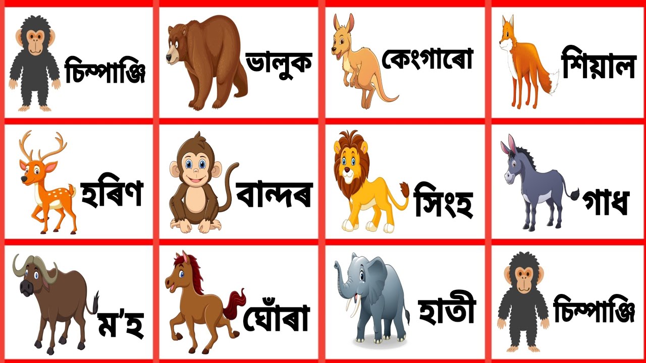 animals name in assamese | জীৱ জন্তুৰ নাম অসমীয়াত - YouTube