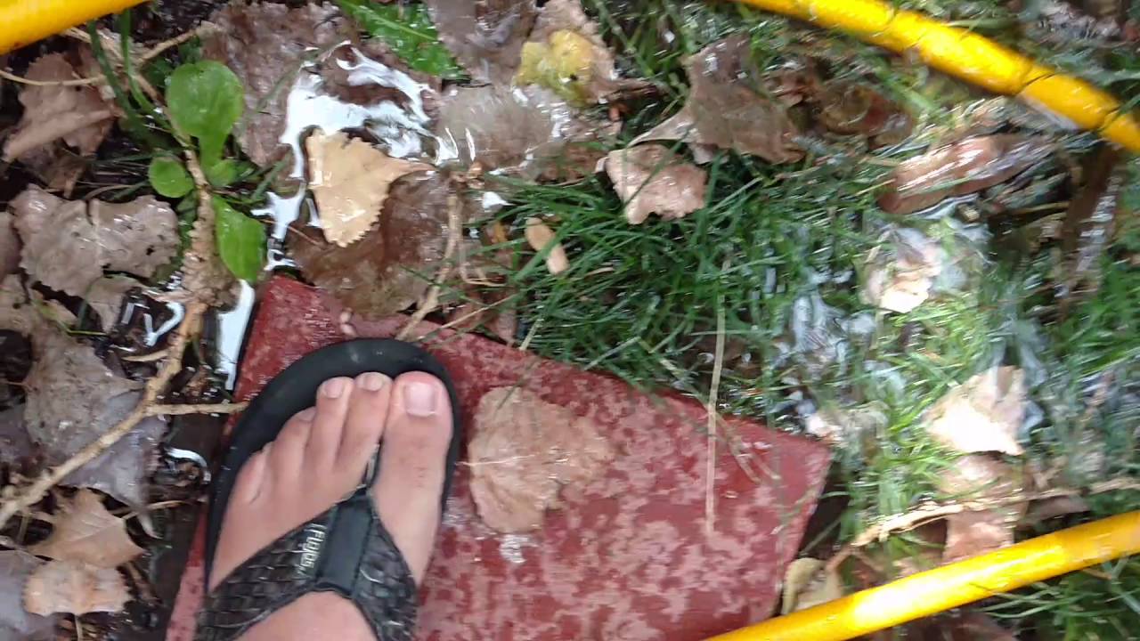 How to purge crawfish without salt - YouTube