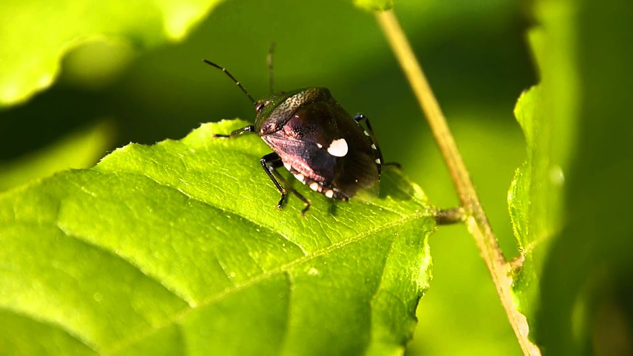 ツマジロカメムシ Menida violacea の飛翔 - YouTube