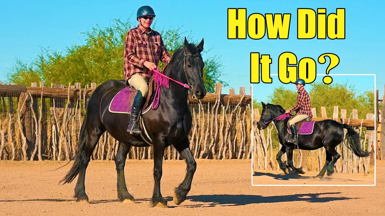 My First Ride on a Friesian Horse - YouTube