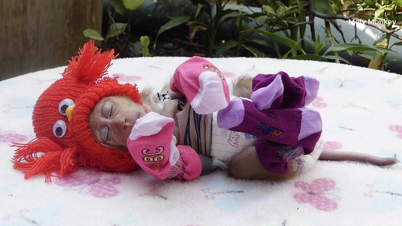 Most World Cutest Baby Moly Sleeping | Good Health Moly Care By Mom ...