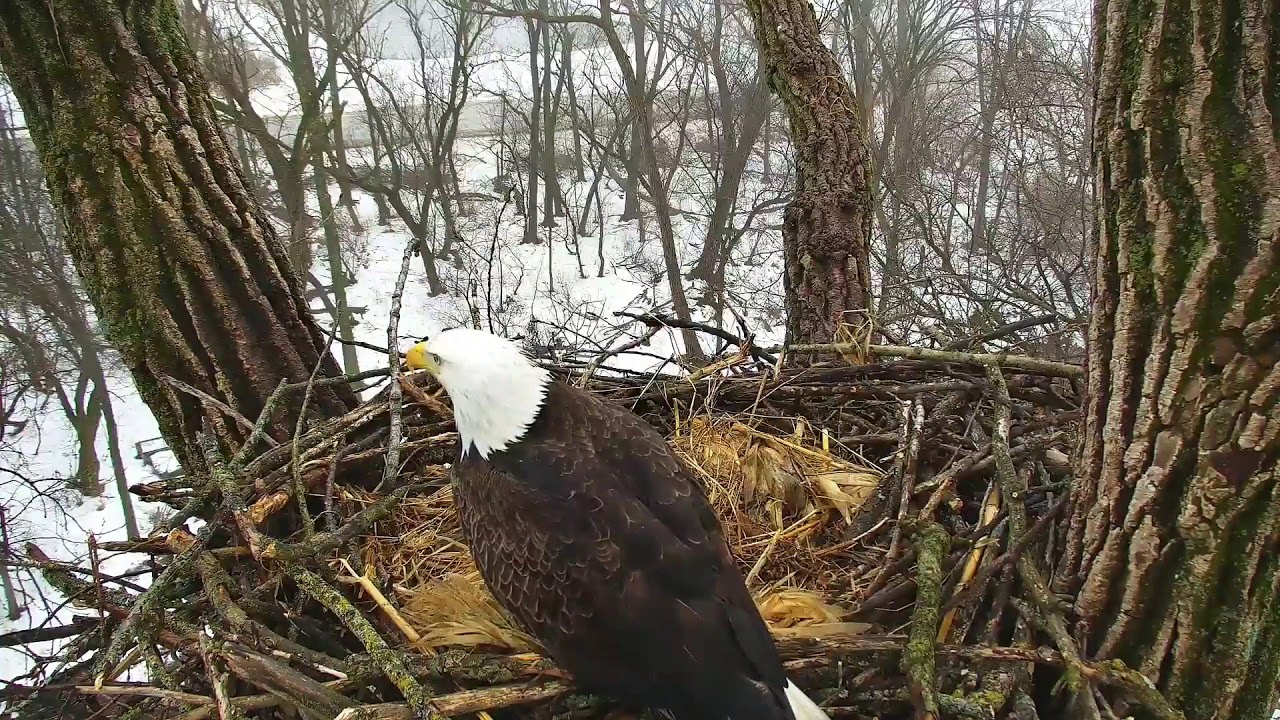 Decorah Bald Eagles Raptor Resource Project Google Chrome 2 3 2019 9 06 ...