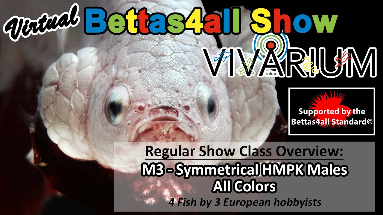 M3: Symmetrical HMPK Males - All Colors (VBS @ Vivarium Online 2020 ...