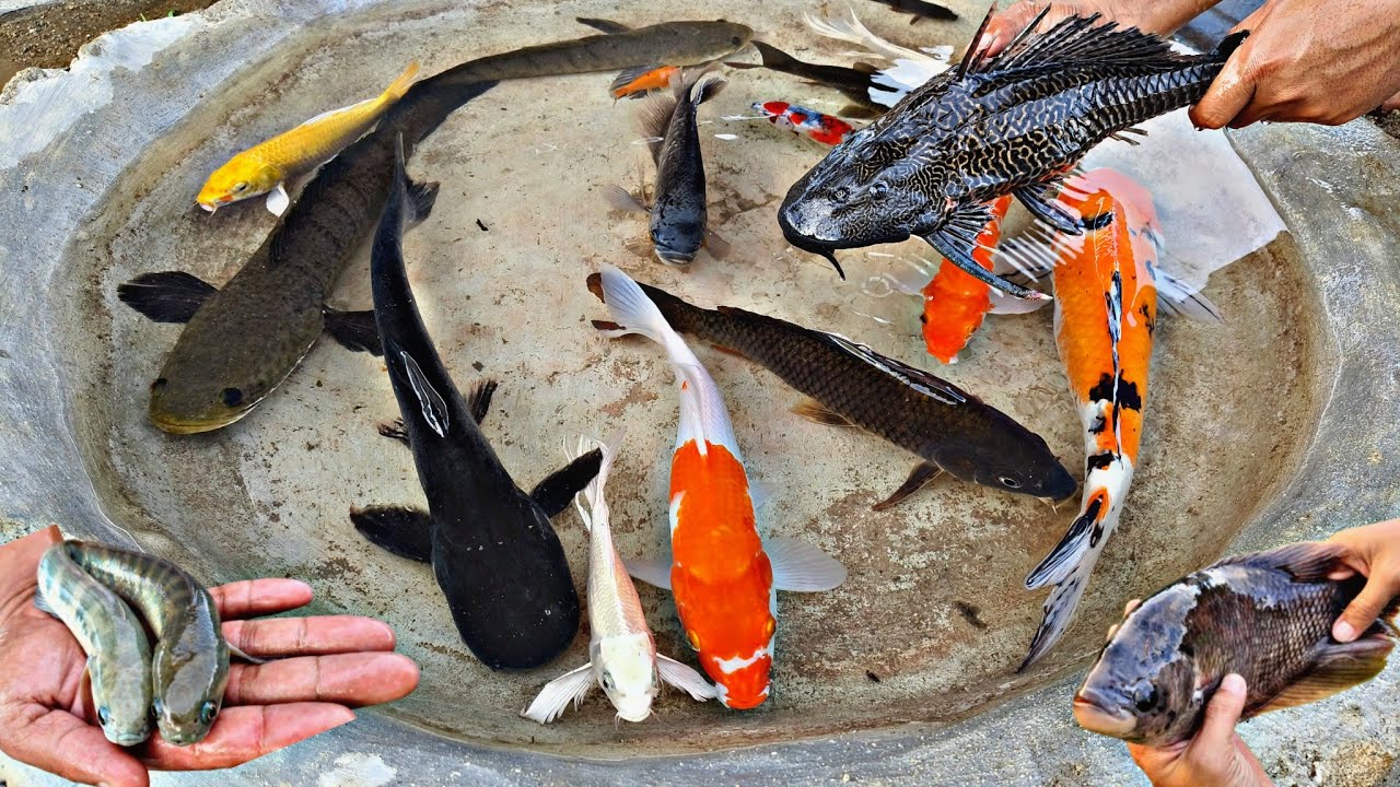 Find large snakehead fish, catfish, channa fish, betta fish, ornamental ...