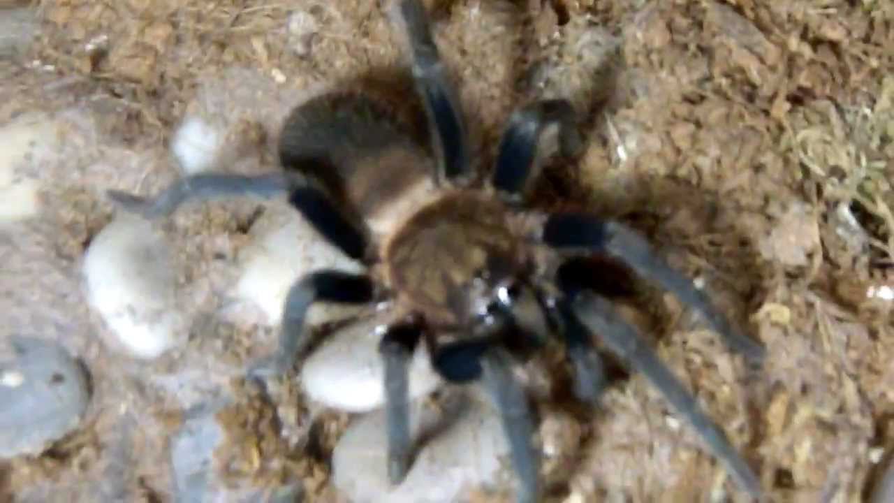 Holothele sp. - YouTube