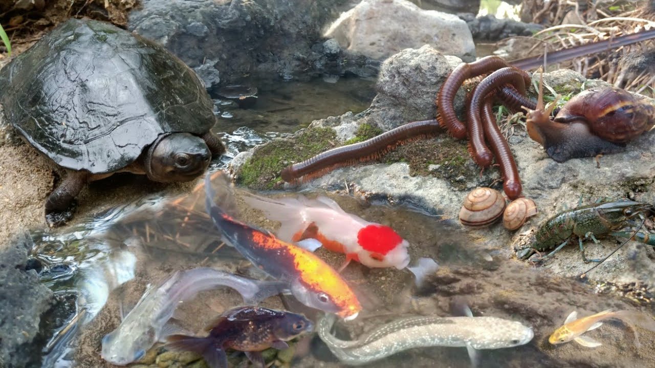 Menemukan Kura-kura, Ikan Hias, Ikan Koi, Ikan Channa, Ikan Patin ...