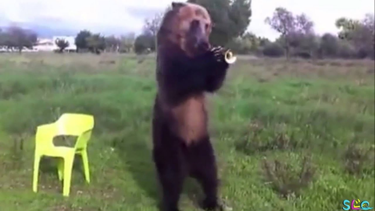 Epic Sax Bear - YouTube