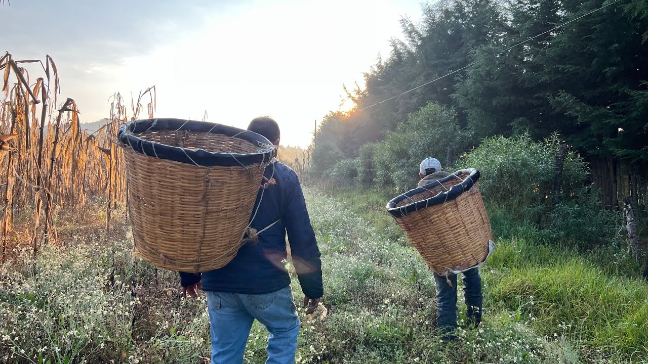 Cherán 2023 #cosecha #cheran #vlog - YouTube