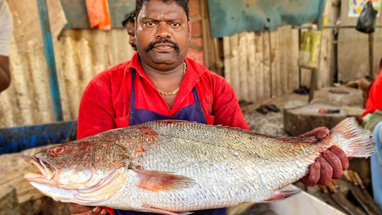 KASIMEDU 🔥 SPEED SELVAM | GOLD RATE KATHALA FISH CUTTING VIDEO | 4K ...