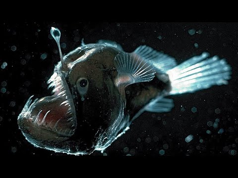 The Top 10 most weirdest Sea creatures that glow in the dark ...