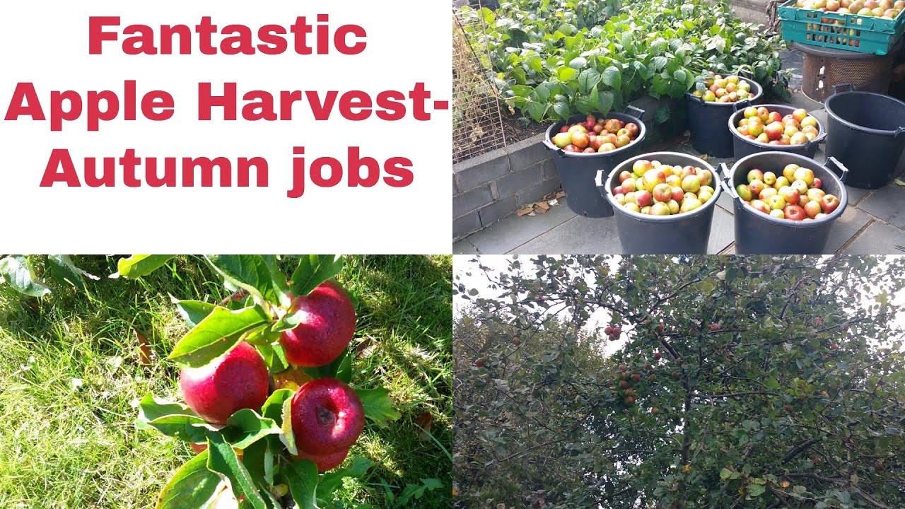 Fantastic Apple Harvest-autumn jobs-Apple growing in a micro-orchard ...