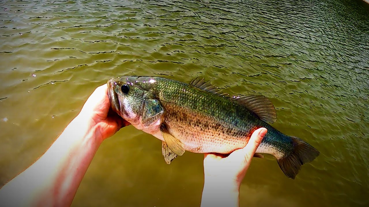 Nice Largemouth Bass on Pink Rooster Tail - YouTube