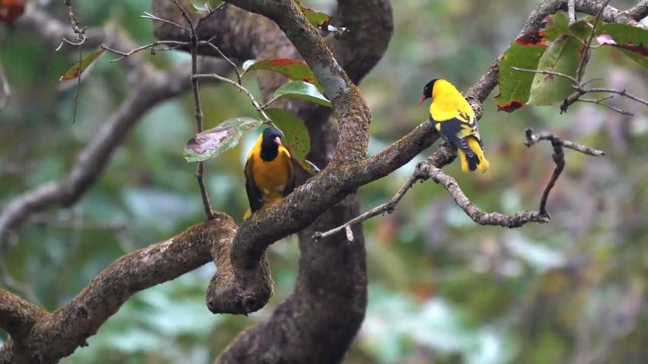 Wild Animals of the Chitwan National Park in Chitwan Nepal on Jungle ...