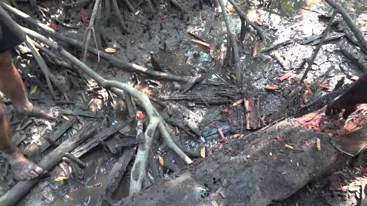 Mangrove worms - YouTube