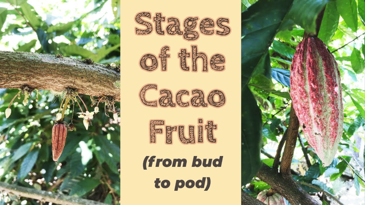 Stages of the Cacao Pod - YouTube