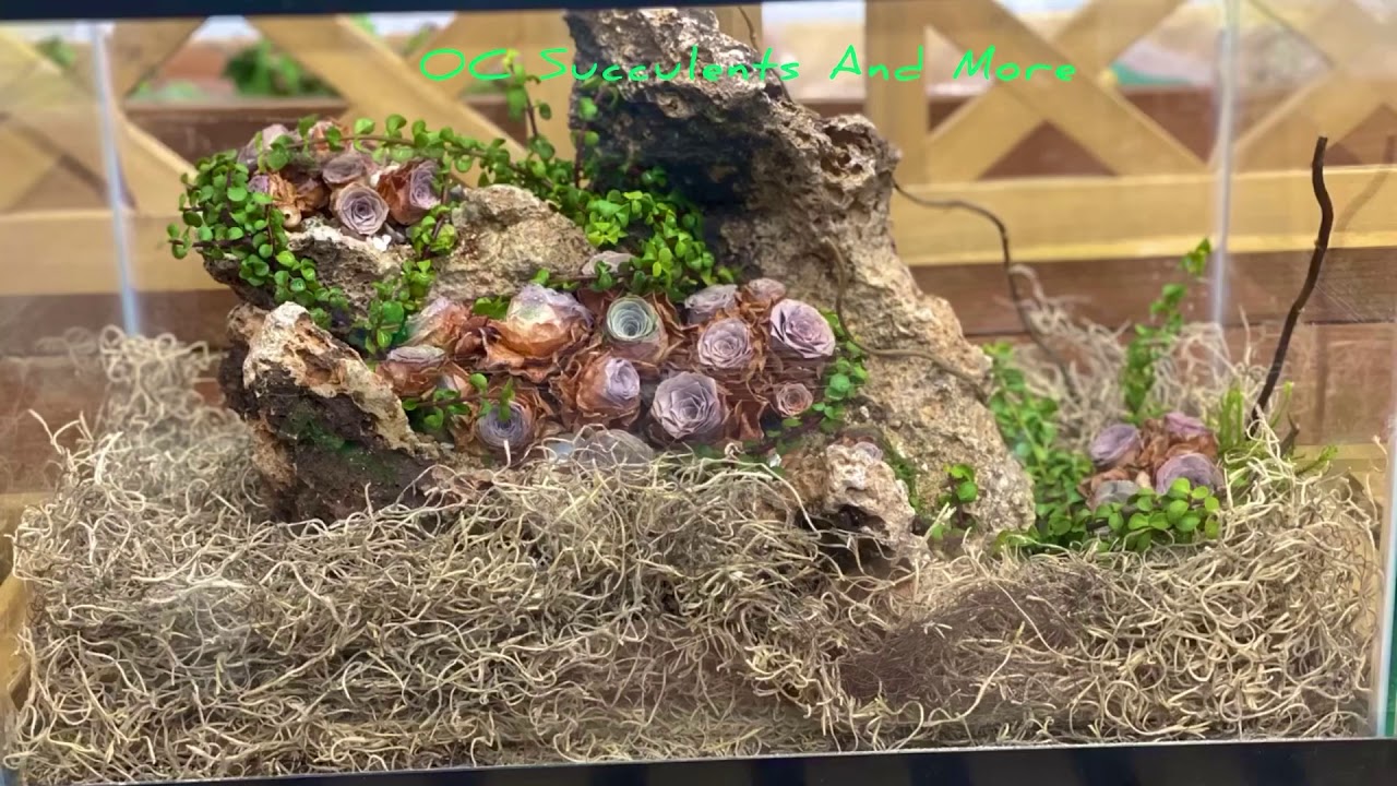 GREENOVIA pandora mountain rose pink rose terrarium fish tank ...