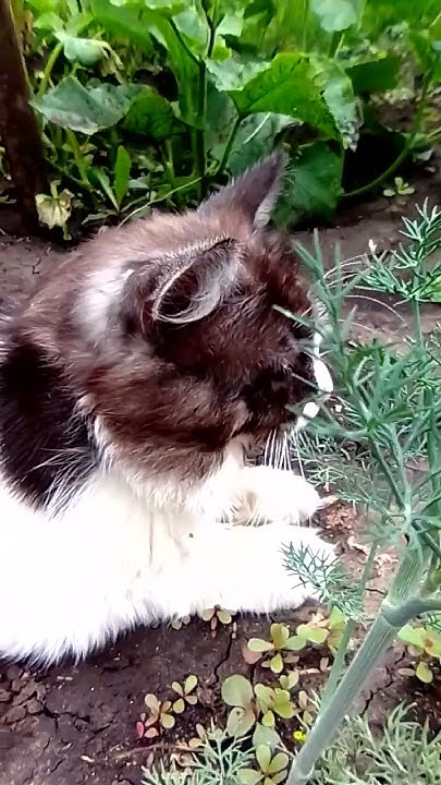 Отдыхает в огурцах Youtube