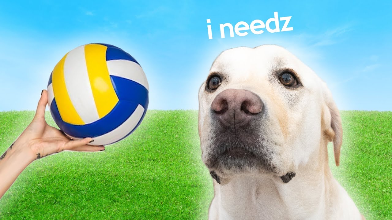 Labrador Plays Volleyball For First Time!! - YouTube