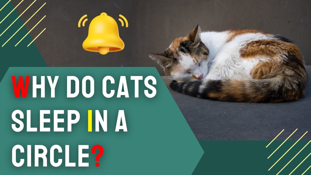 Why Do Cats Sleep in a Circle? | Explore Feline Sleep Behavior - YouTube