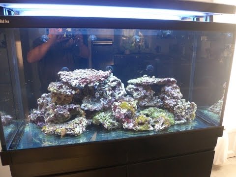 Red Sea Max 500. - YouTube