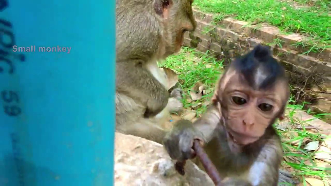 wow looking so cute baby monkey Lucas 😚😚😚🐵🐵 - YouTube