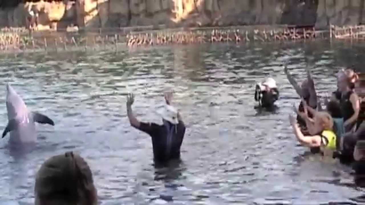 Swim with dolphins at SeaWorld's Discovery Cove theme park in Orlando ...