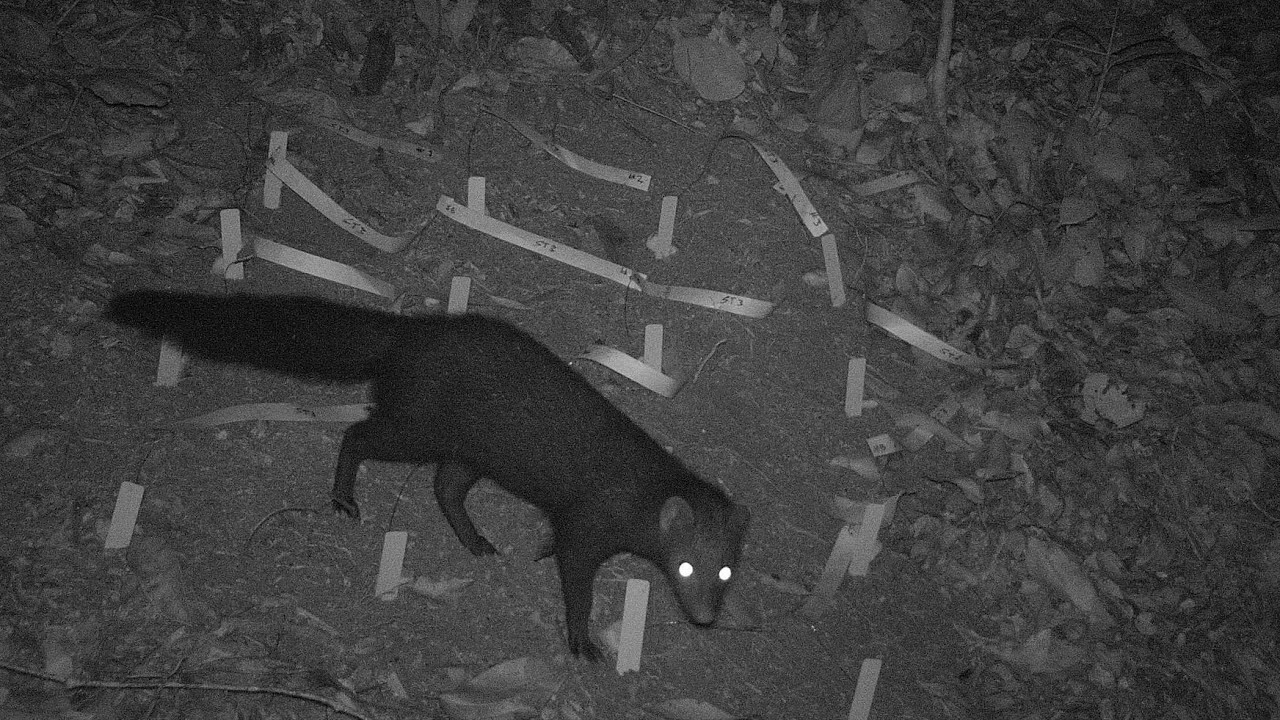 wild Black mongoose died in hasanur wildlife - YouTube