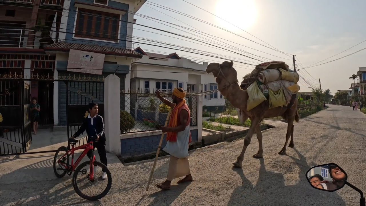 First time saw a camel in Nepal | Unique achar (Yangcella) Store Ko ...
