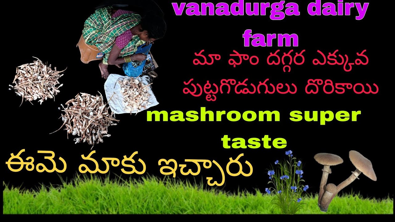maa farm dagara mushrooms 🍄 - YouTube