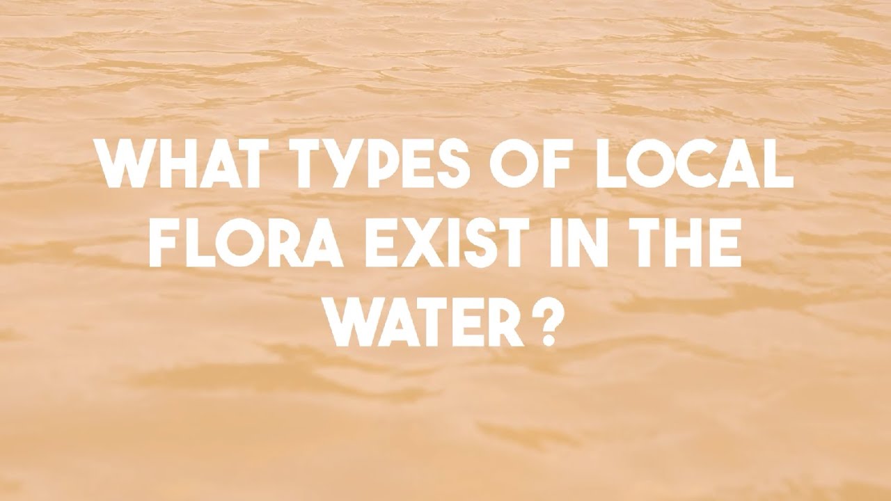 What types of local flora exist in the water? | Talk on Country - YouTube