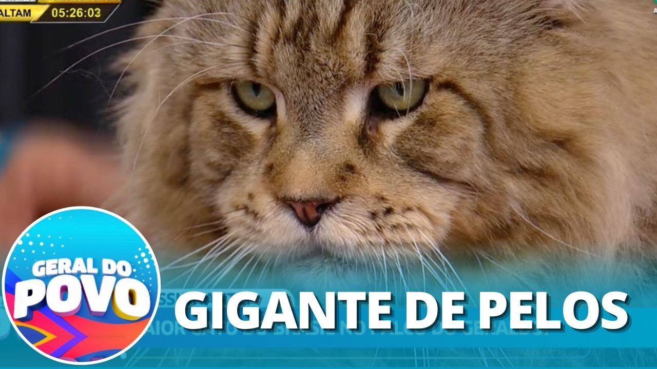 Super gato de 11 quilos e 1,26 metros de comprimento tenta entrar para ...
