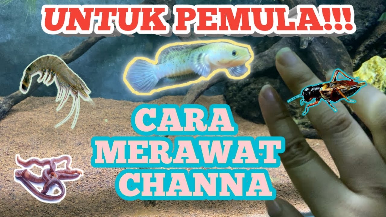 Cara Merawat Ikan Channa Khususnya Blue Pulchra (UNTUK PEMULA) - YouTube