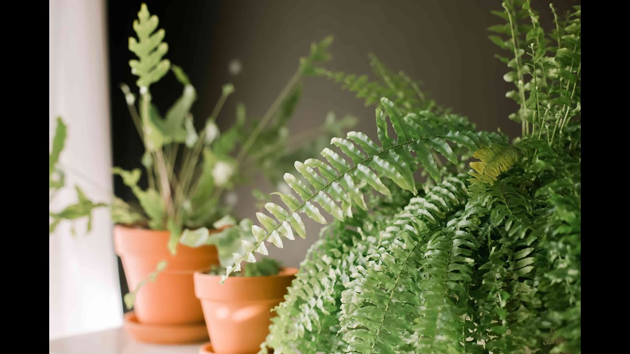 How to produce new plants from a parent fern plant - YouTube