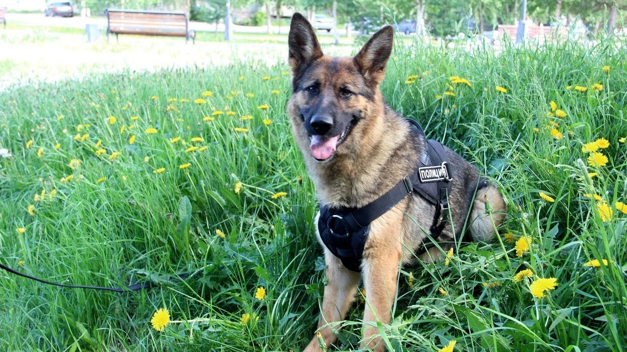 Кинологи полиции отмечают профессиональный праздник - YouTube