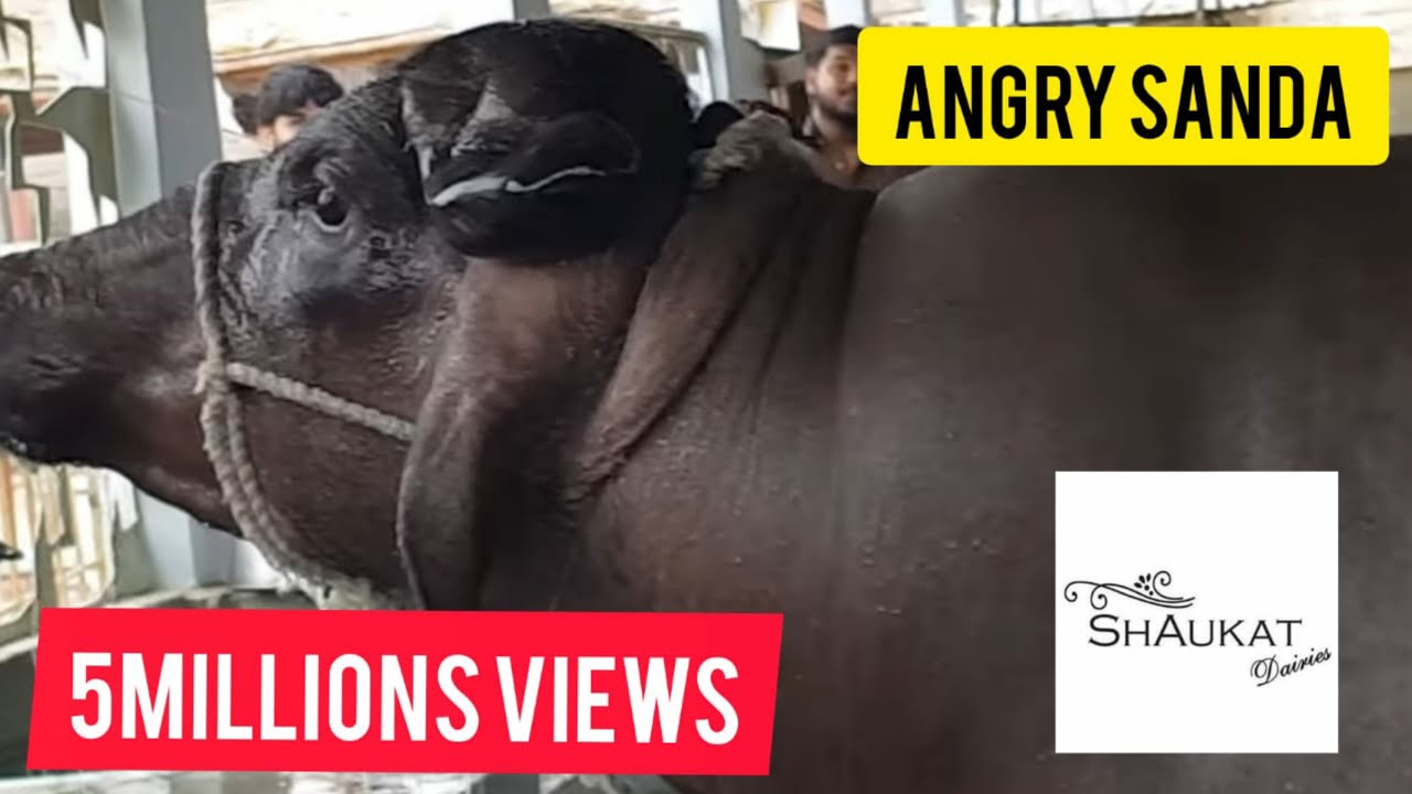 5.7 Millions plus views Black Sanda Of Shaukat Dairies | Raja Sanda ...