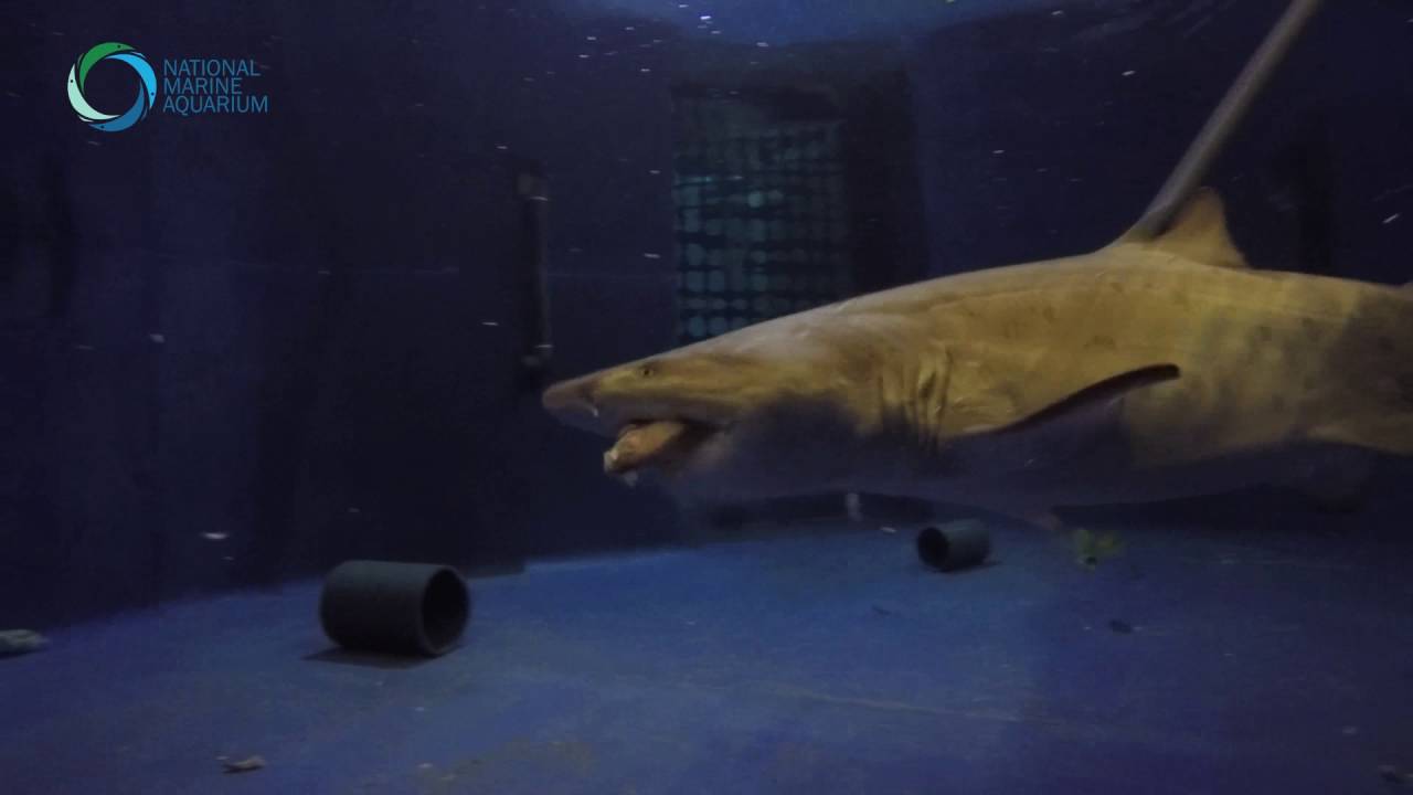 Sand Tiger Shark Big Eye Learn All About The Anatomy Of A Shark Blue