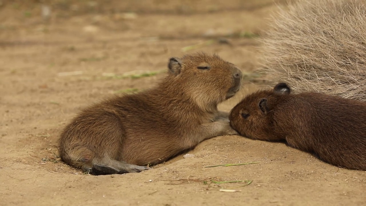 Newborn Capybara