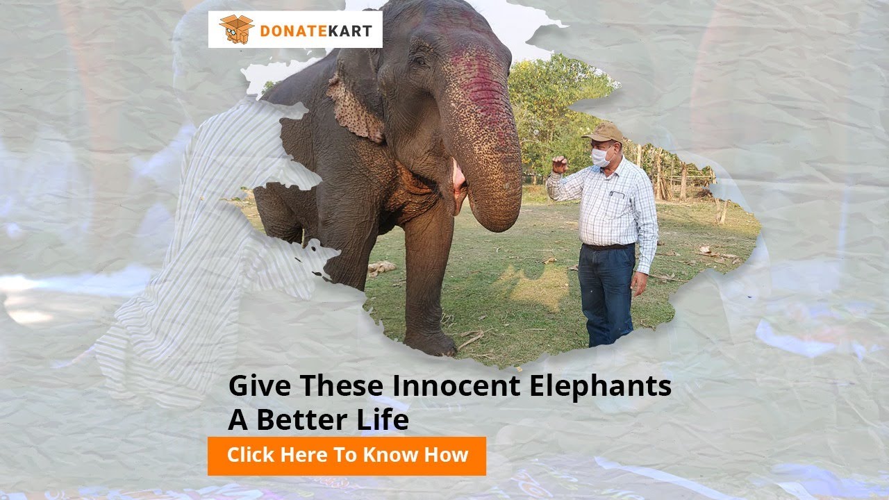 These Innocent Elephants Need Urgent Help - YouTube