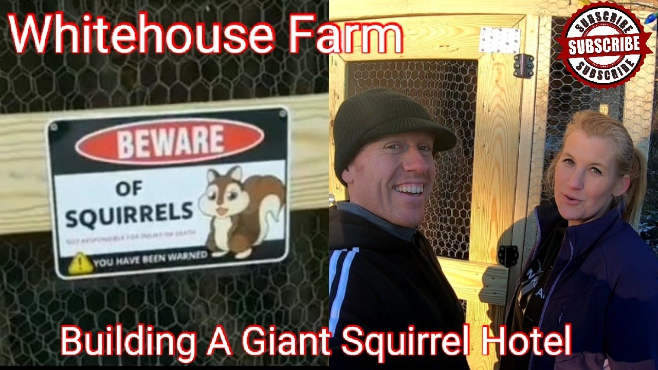 Building A Giant Squirrel Cage - YouTube