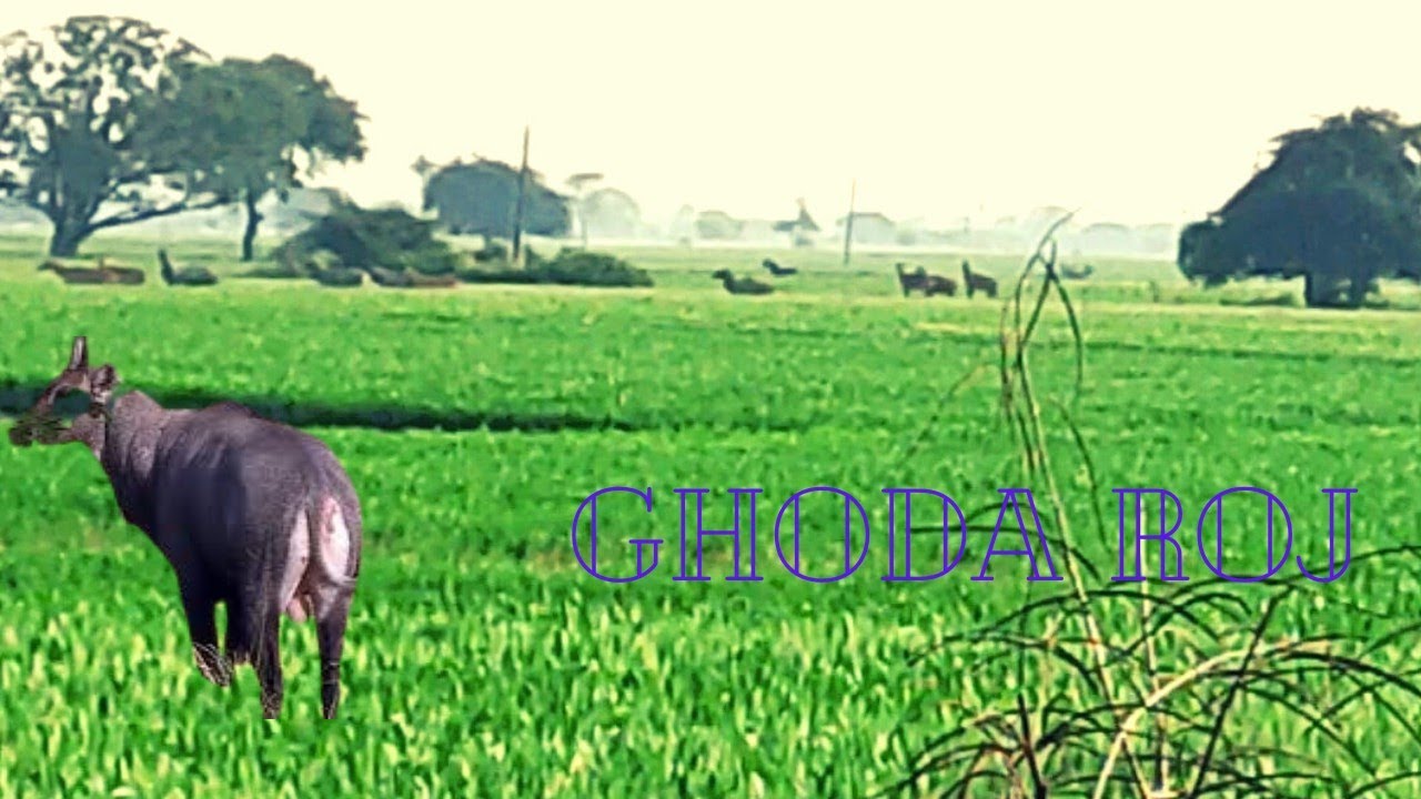 Ghoda Roj | village vlog - YouTube