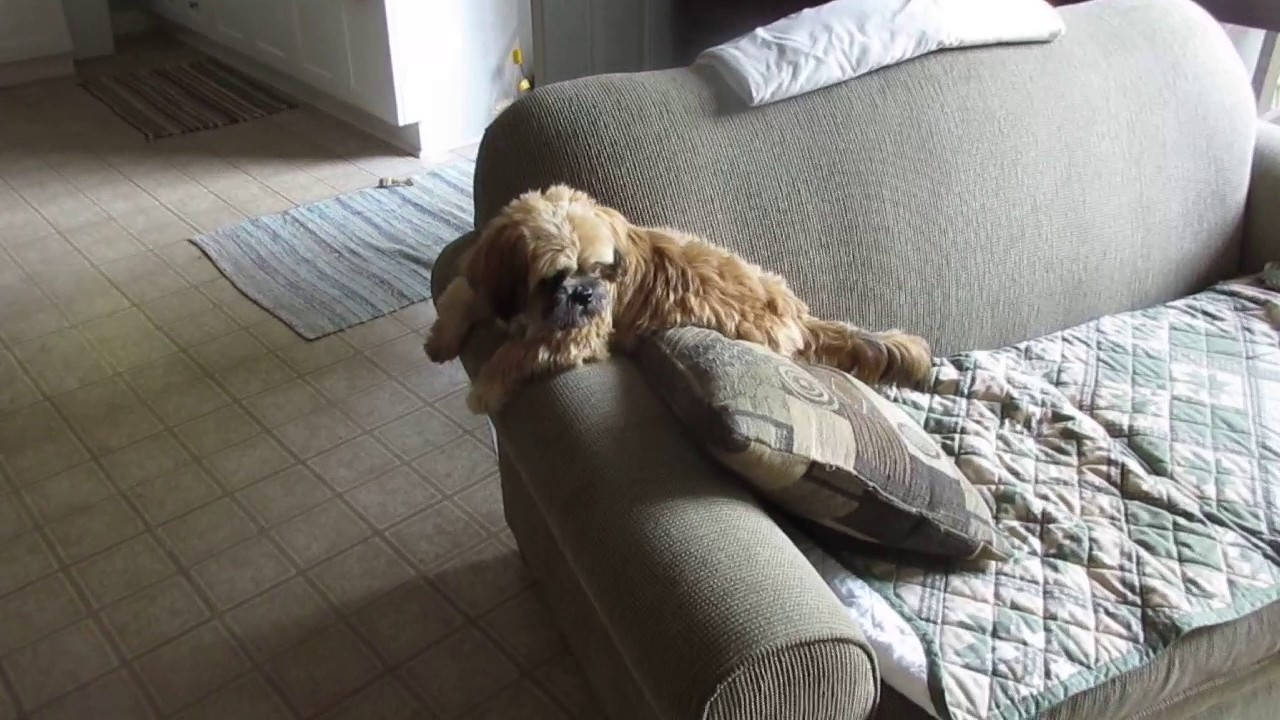 Chip & Spike - 6 mths old - YouTube