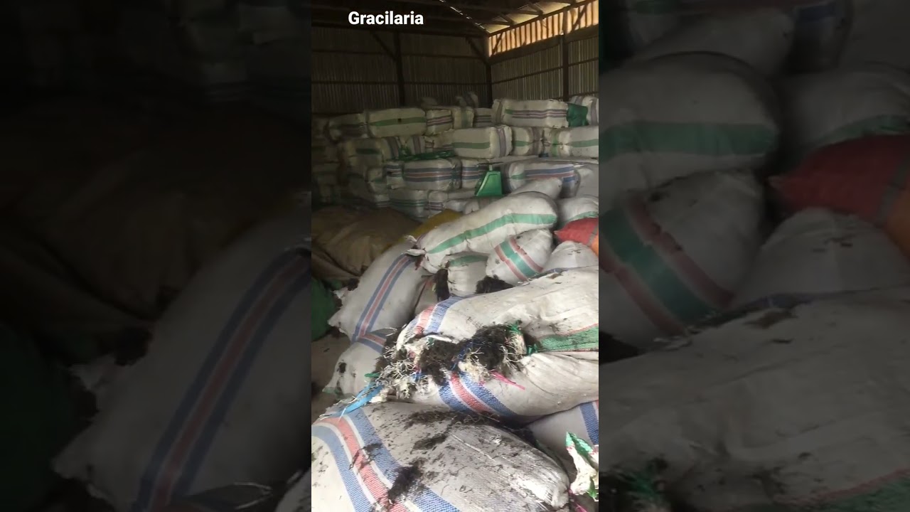 Gudang rumput laut (gracilaria) KALTIM - YouTube